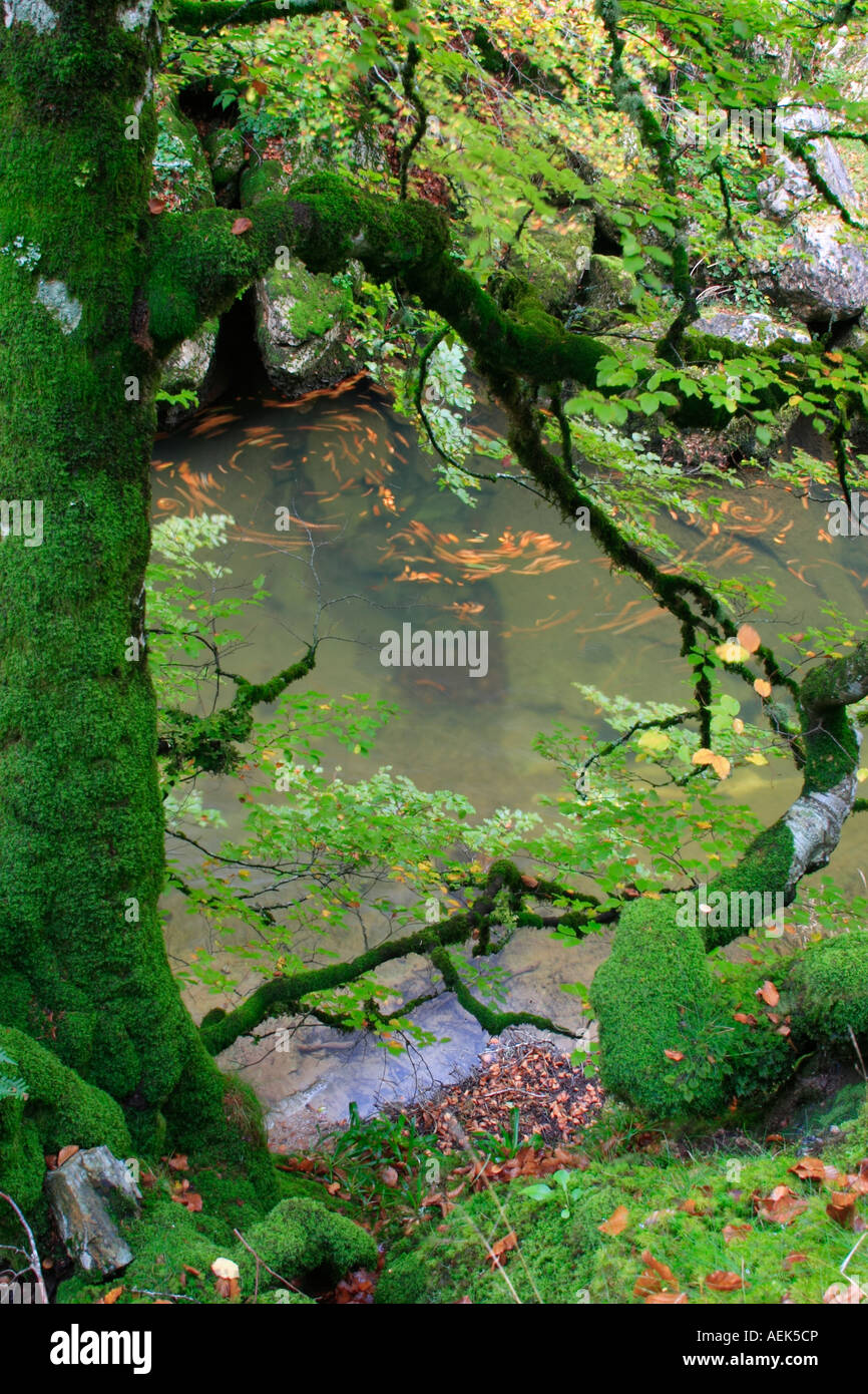 Bosque de irati hi-res stock photography and images - Alamy