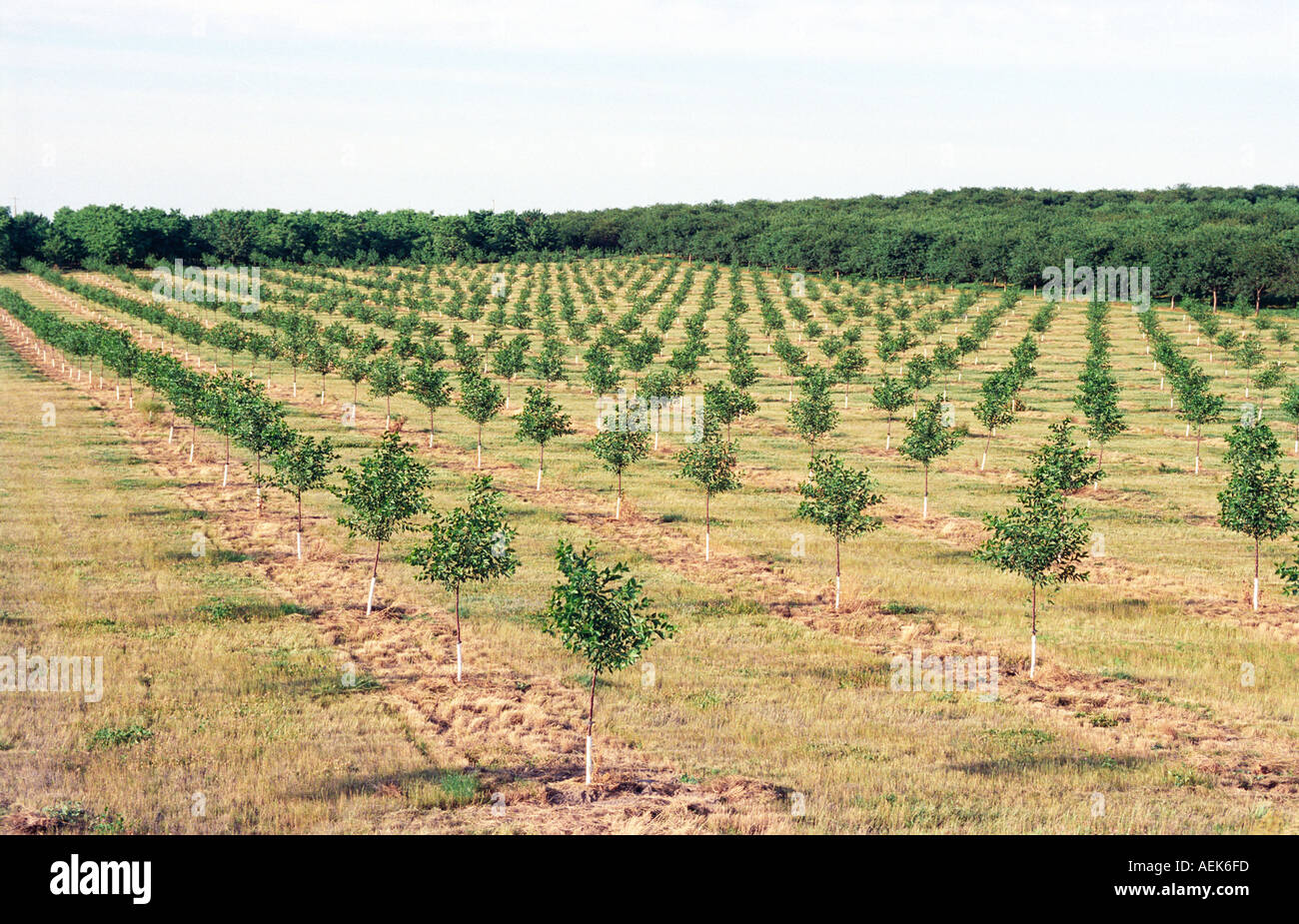 New cherry trees are plants in an orchard Traverse City Michigan Stock ...