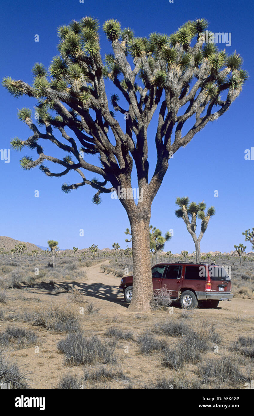 Joshua cross hi-res stock photography and images - Alamy