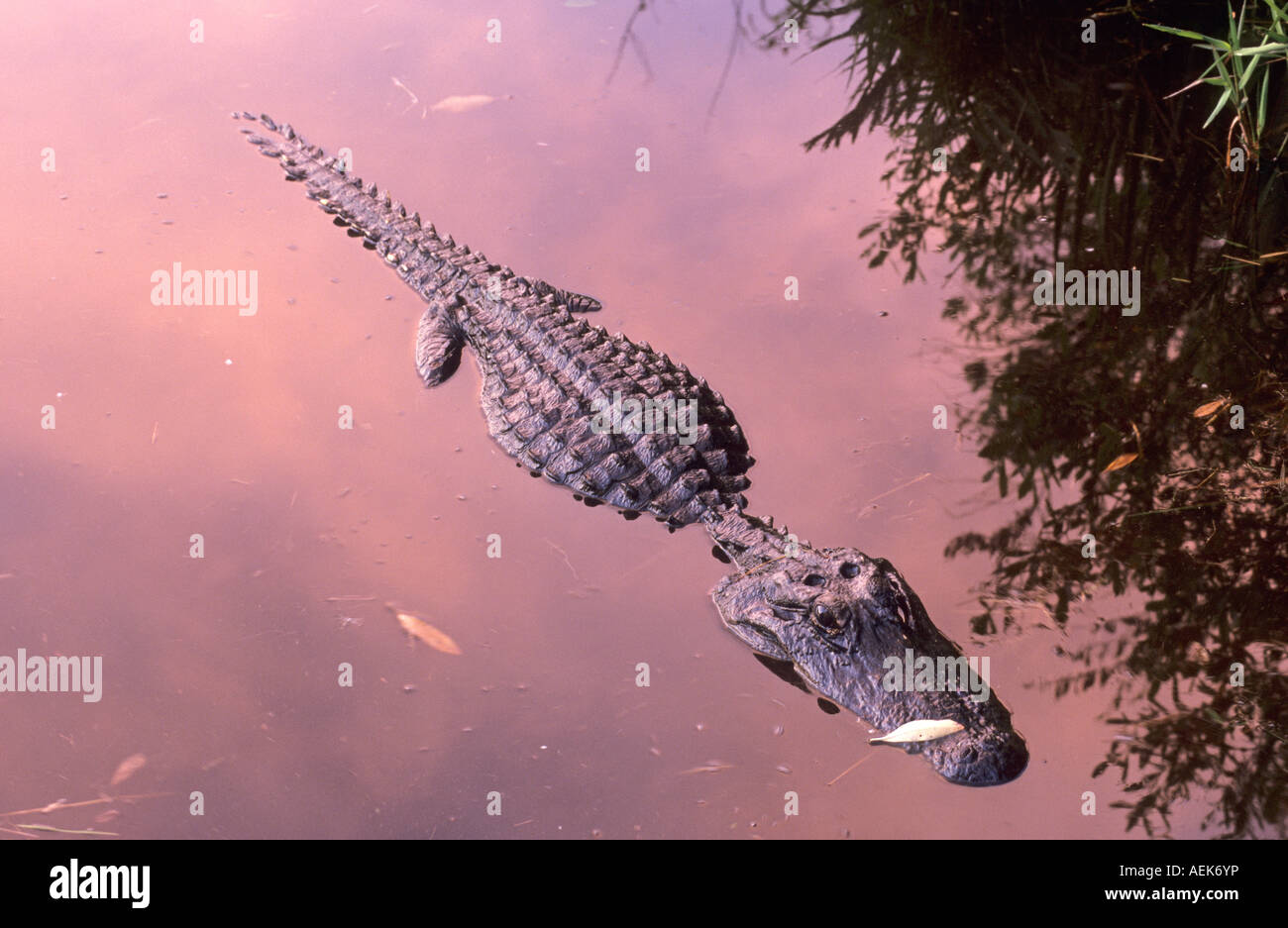 Okefenokee Swamp Alligators