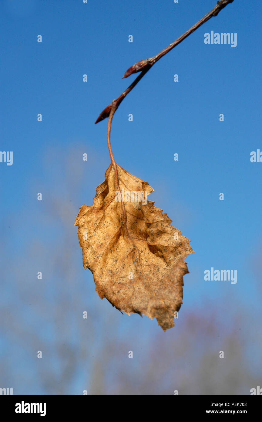 Last leaf clinging on a tree Stock Photo - Alamy