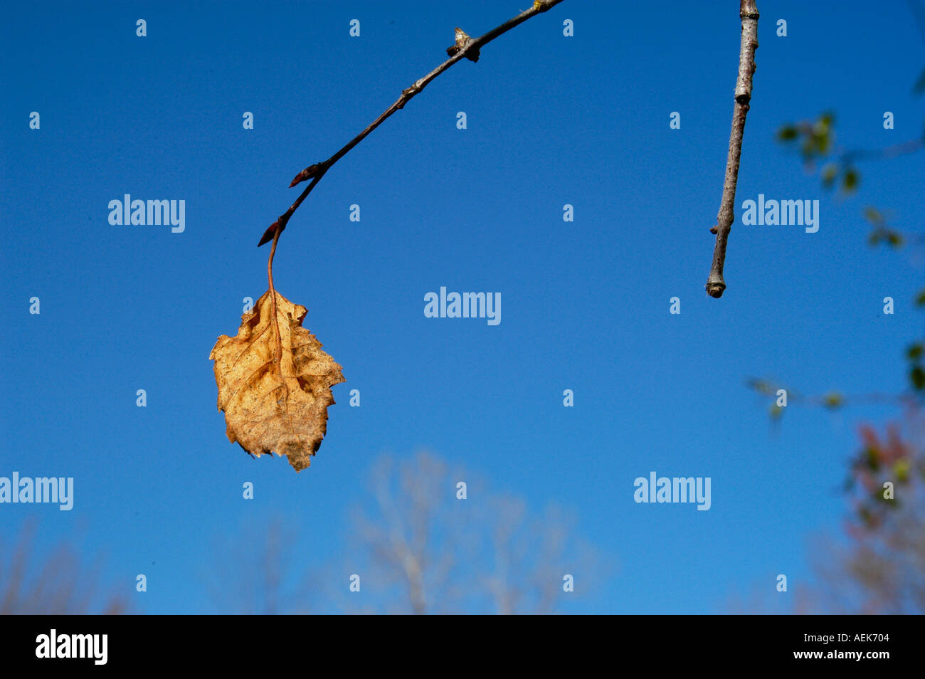 The last leaf hi-res stock photography and images - Alamy