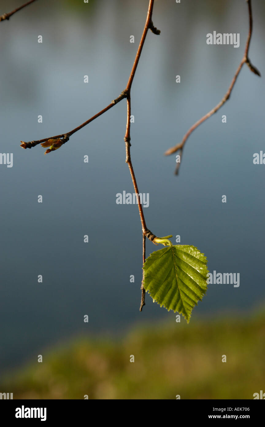 The last leaf hi-res stock photography and images - Alamy