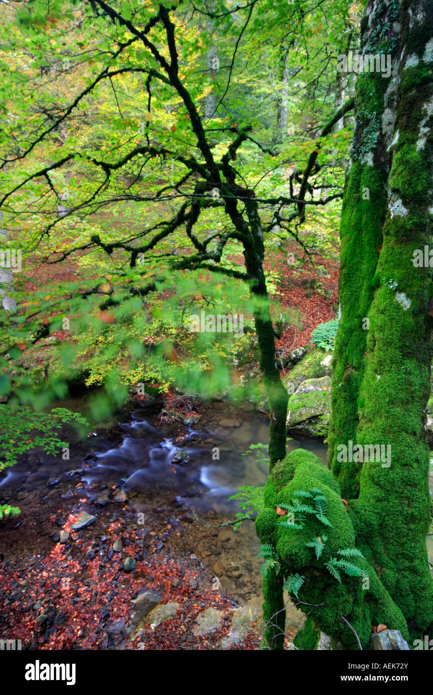 Bosque de irati hi-res stock photography and images - Alamy