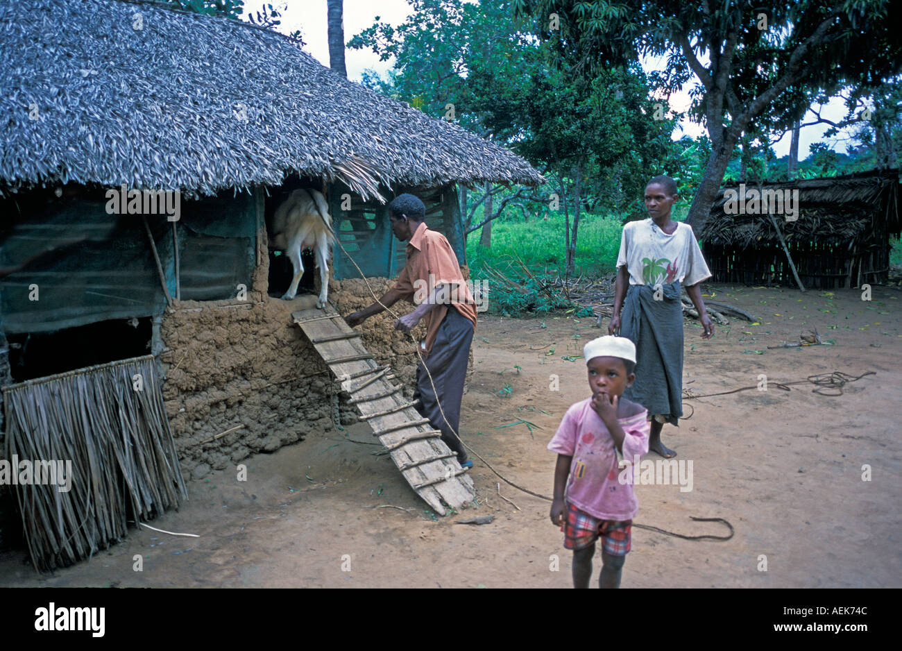 AFRICA KENYA DIGO Kenyan father puts Heifer Project goat in shelter ...