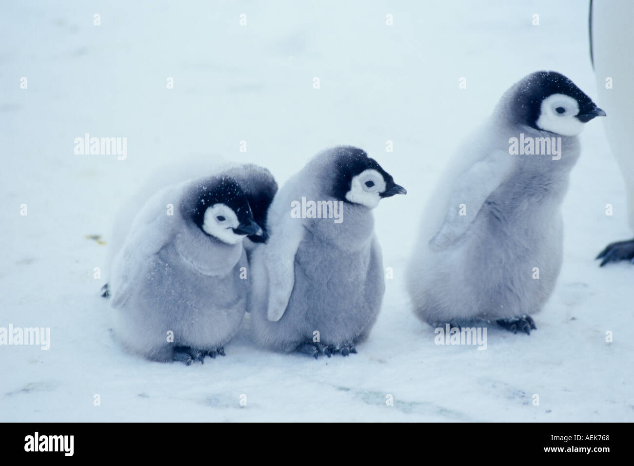 EMPEROR PENGUINS ANTARCTIC Stock Photo - Alamy