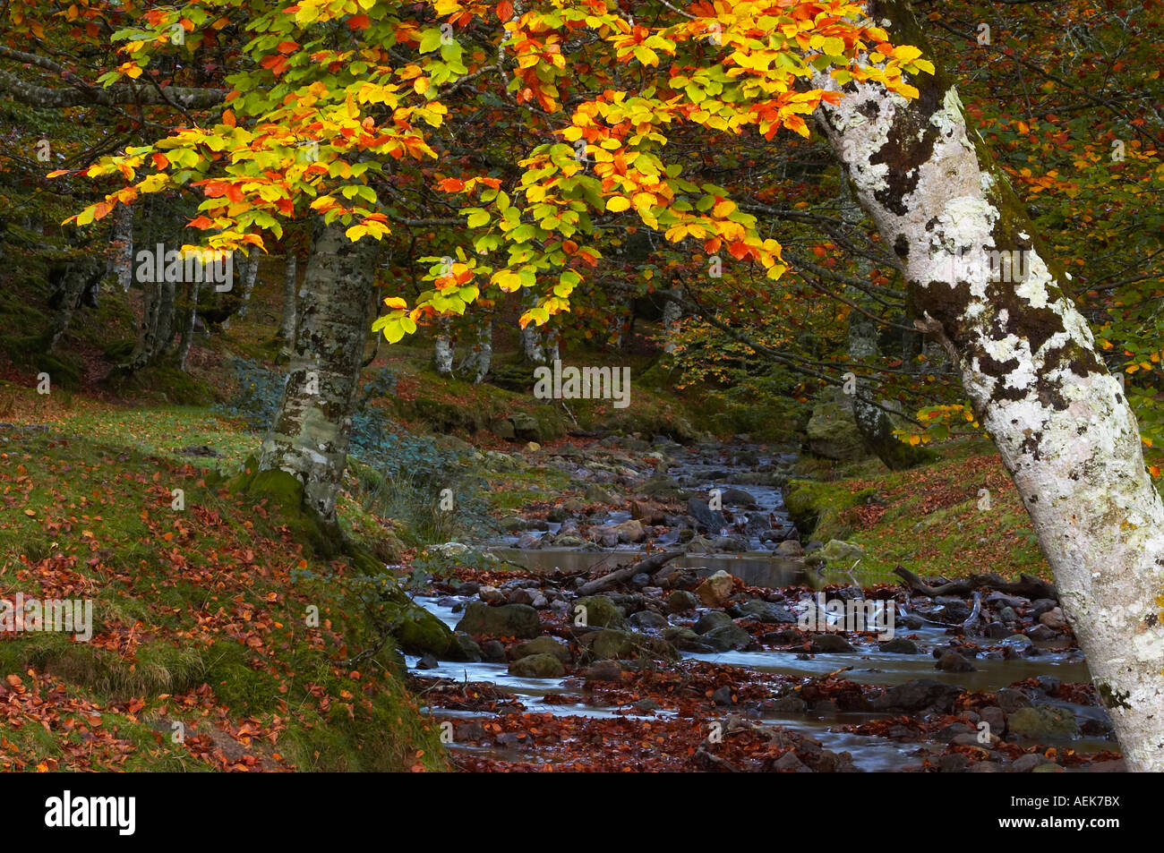 Hoja de agua hi-res stock photography and images - Alamy