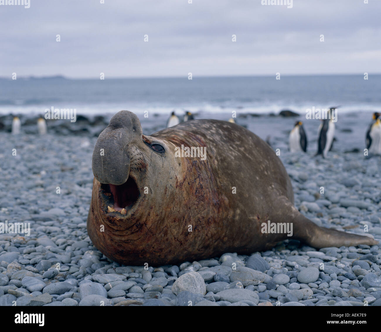 SOUTHERN ELEPHANT SEAL ANTARCTIC Stock Photo - Alamy