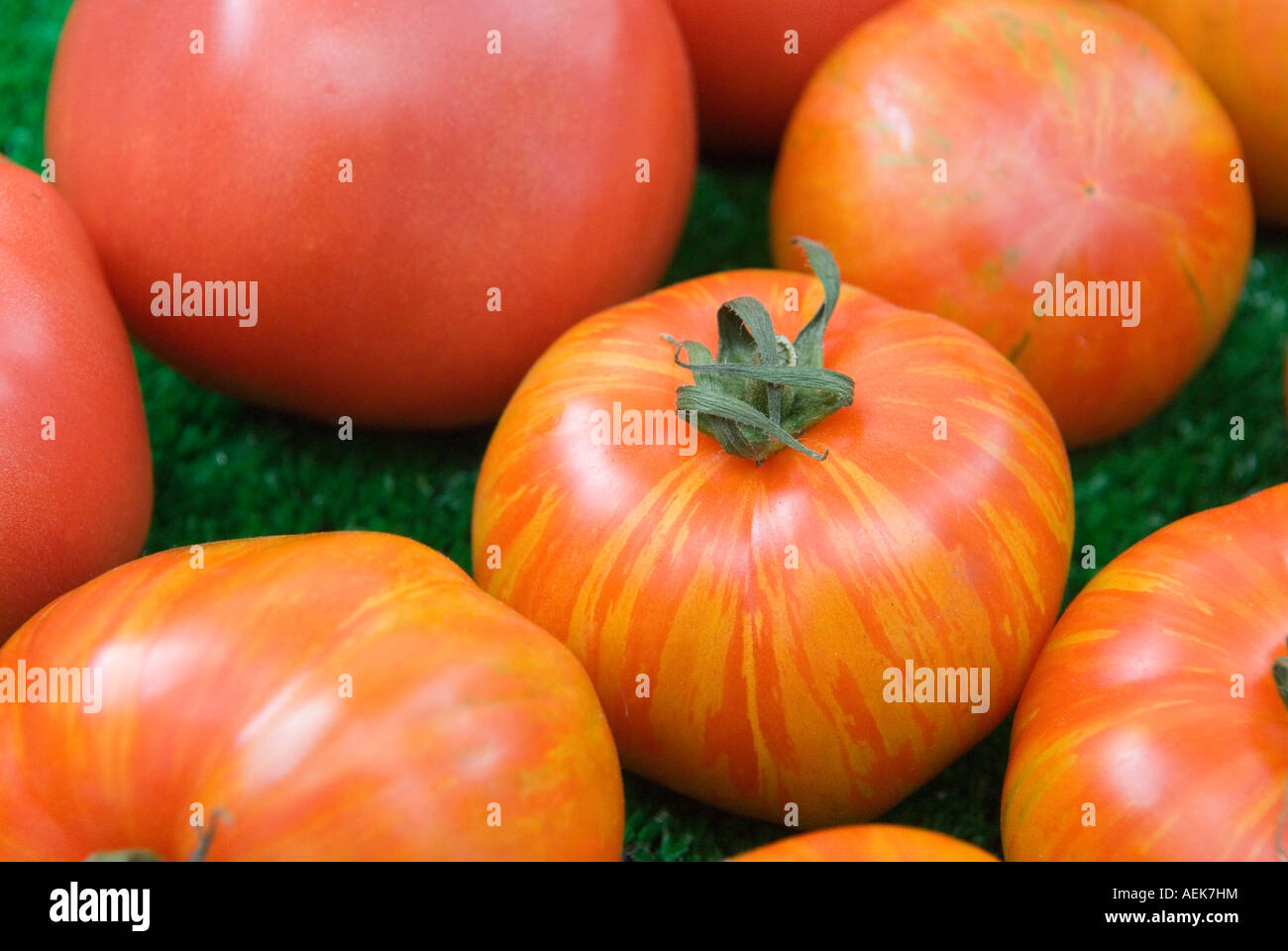 Tiger beef tomatoes (center striped) Rosy Beef tomatoes plain red ...