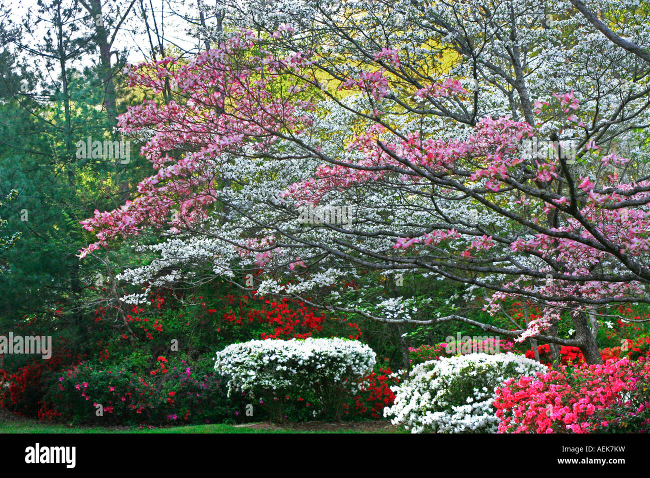 Southern garden of Azalea bushes and Dogwood trees Stock Photo - Alamy