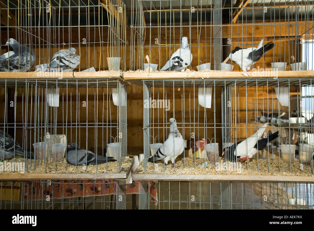 Pigeons in cage pigeon show hi-res stock photography and images - Alamy