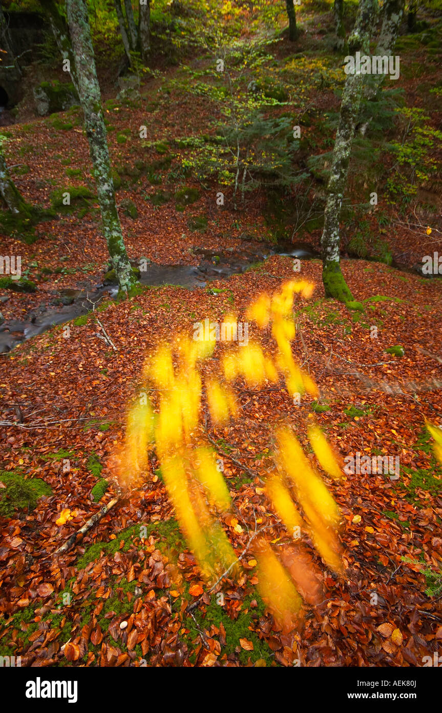 Hayedo, Selva de Irati Francia. Beech Forest Iraty Forest, France Stock ...