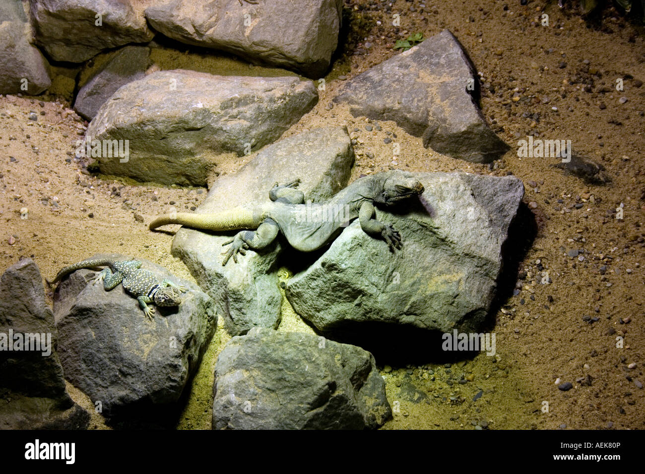 Lizards in a terrarium Stock Photo - Alamy