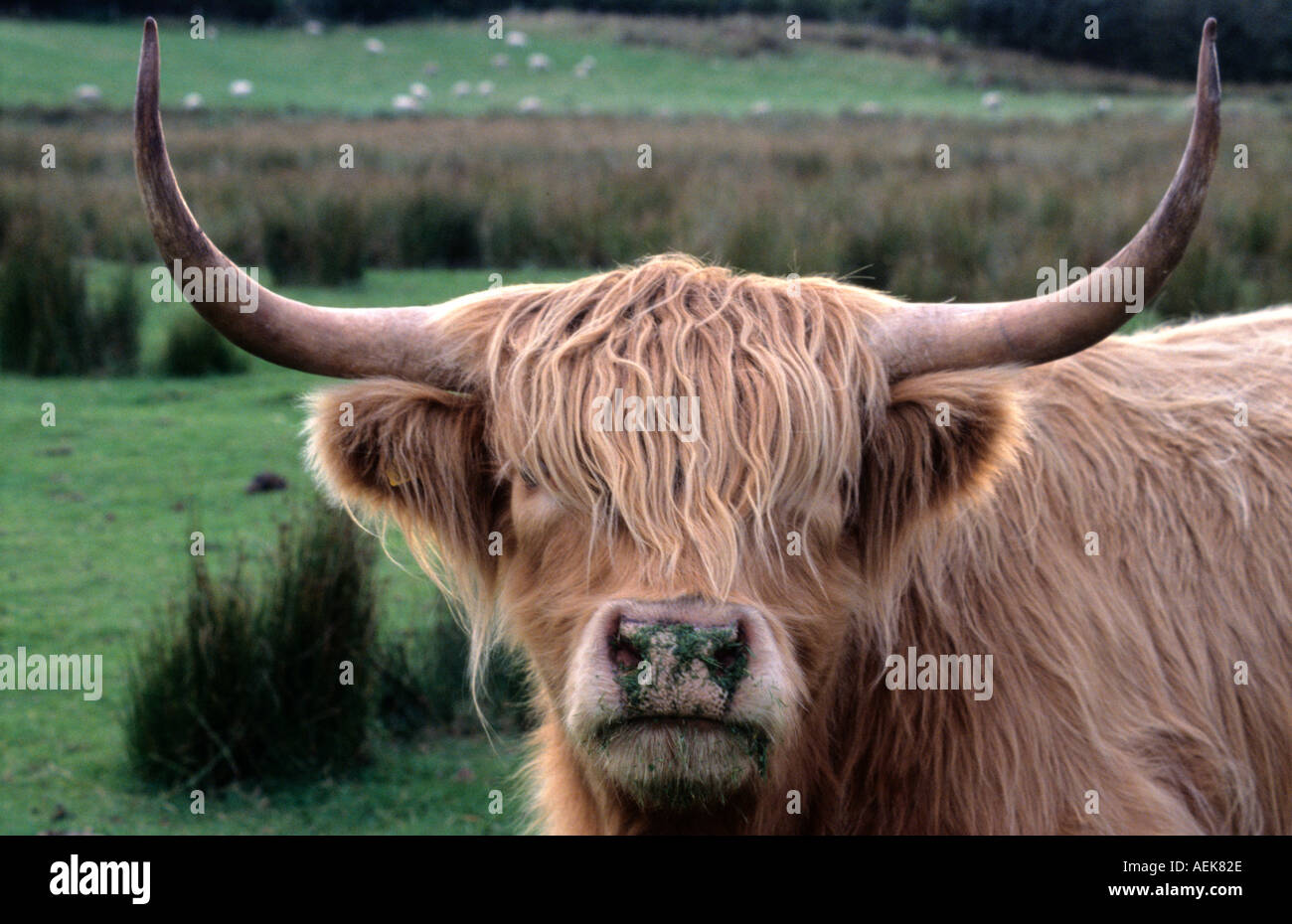 Adult highland cattle hi-res stock photography and images - Alamy