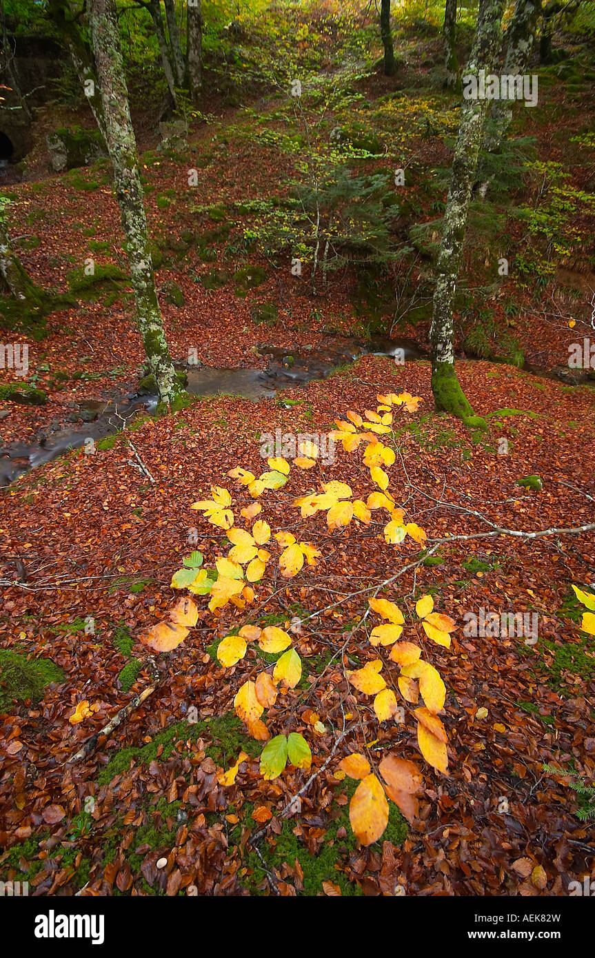 Hoja de agua hi-res stock photography and images - Alamy