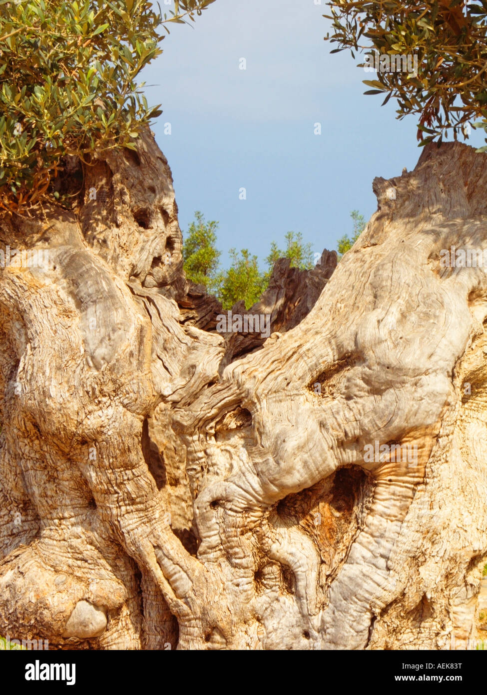 Olive Tree at one of the tourist view points along the North West Coast ...