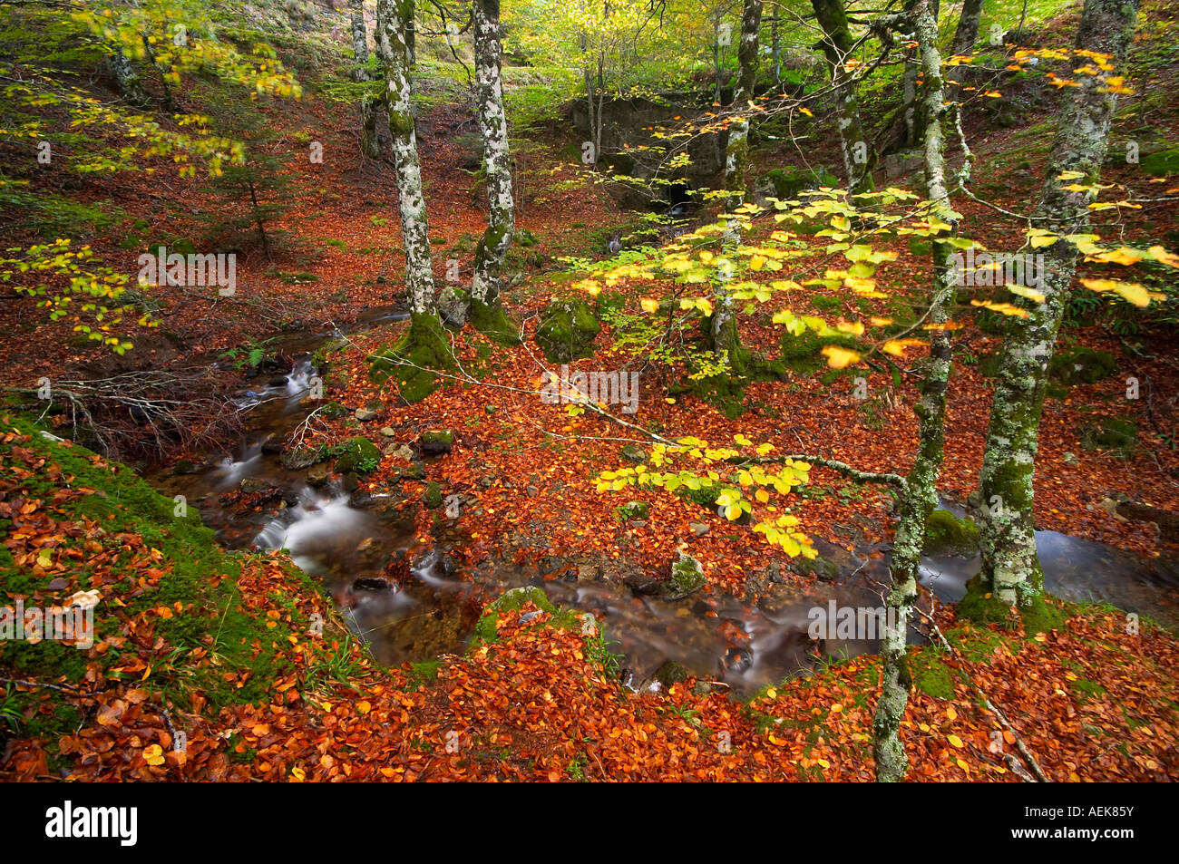 Hoja de agua hi-res stock photography and images - Alamy