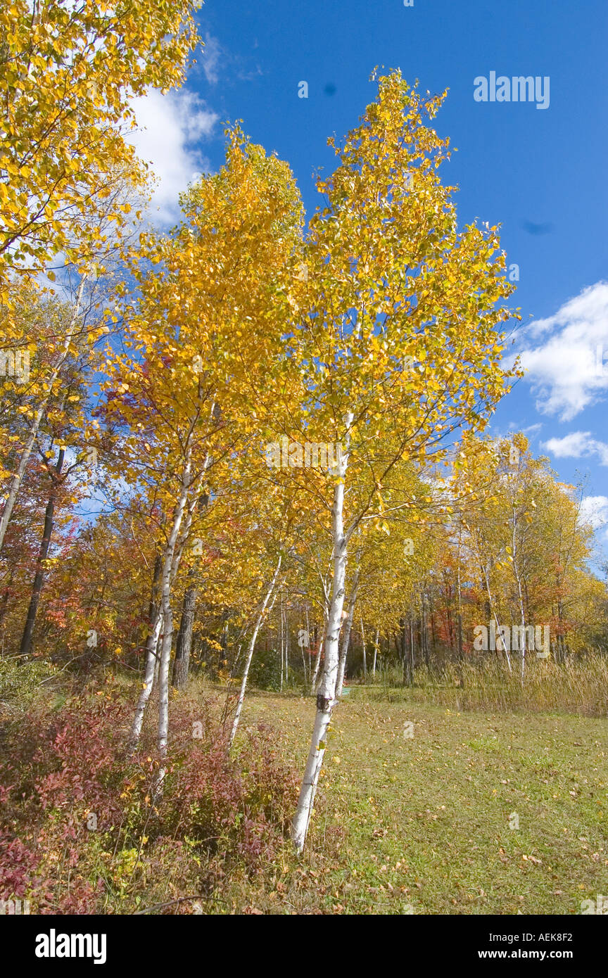 Colorful foliage turning during the autumn color season change in and ...