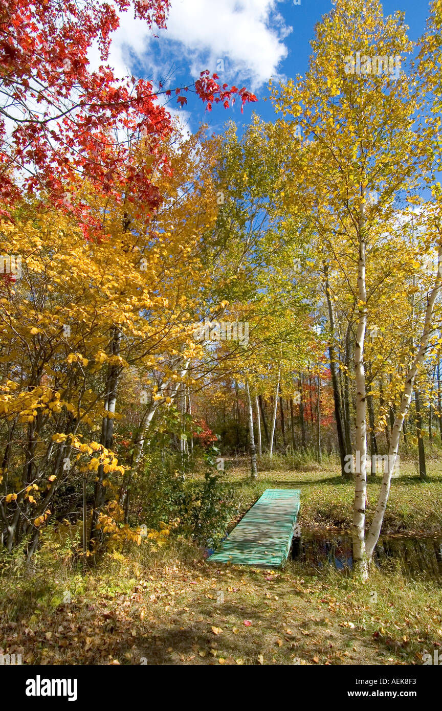 Colorful foliage turning during the autumn color season change in and ...