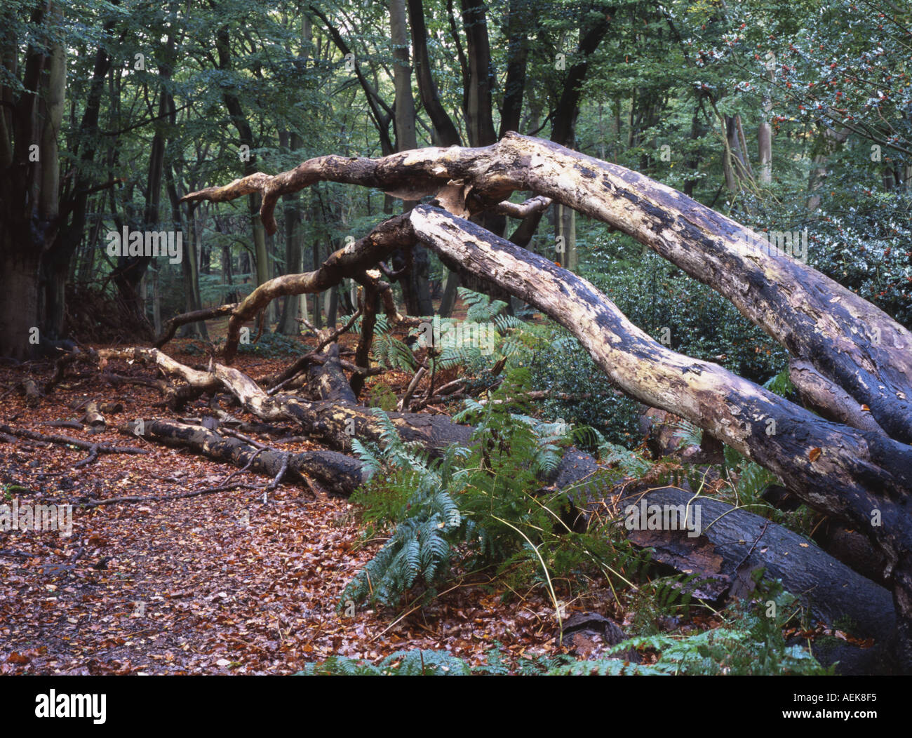 Fallen tree in Epping Forest Essex UK Stock Photo - Alamy