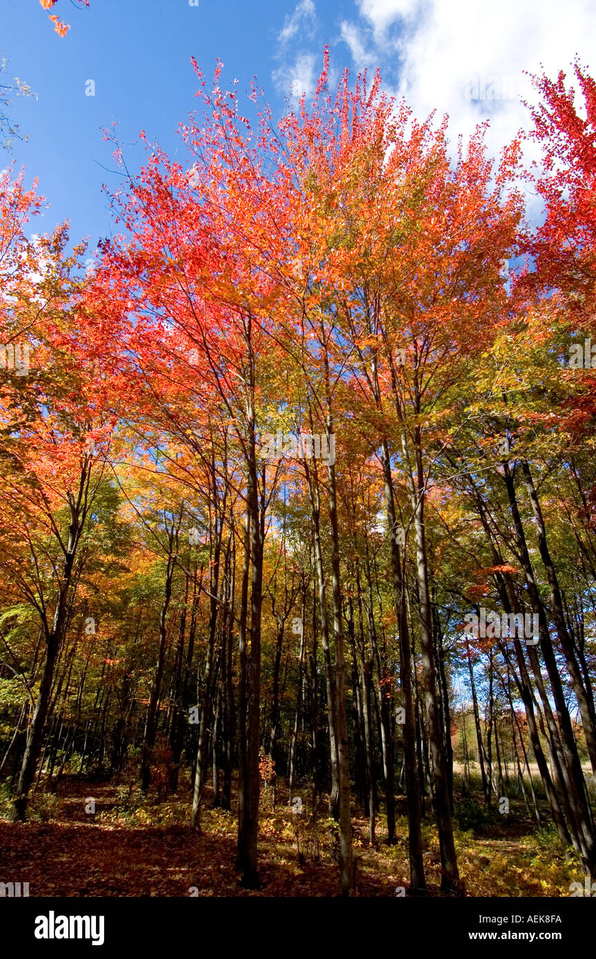 Colorful foliage turning during the autumn color season change in and ...
