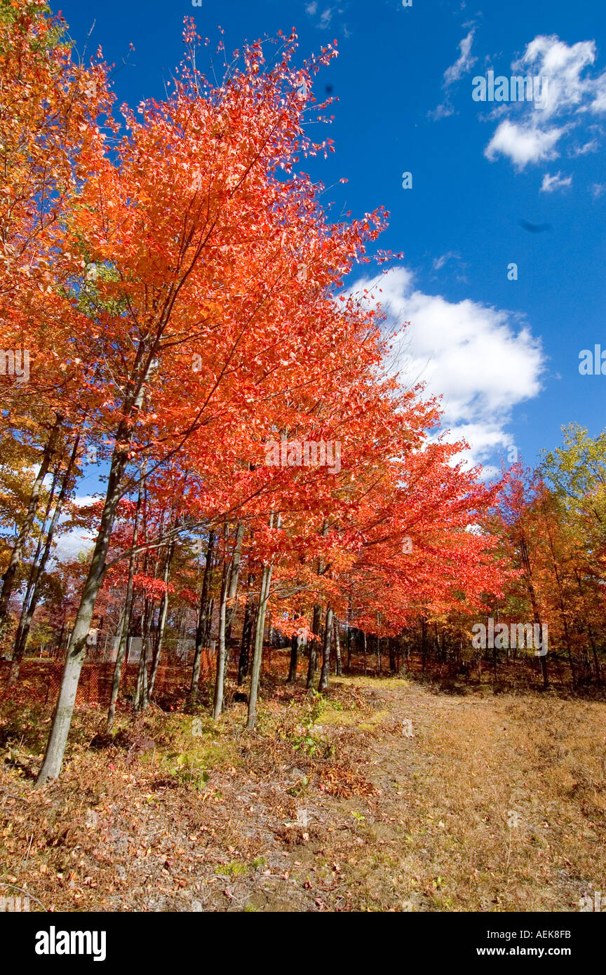 Colorful foliage turning during the autumn color season change in and ...