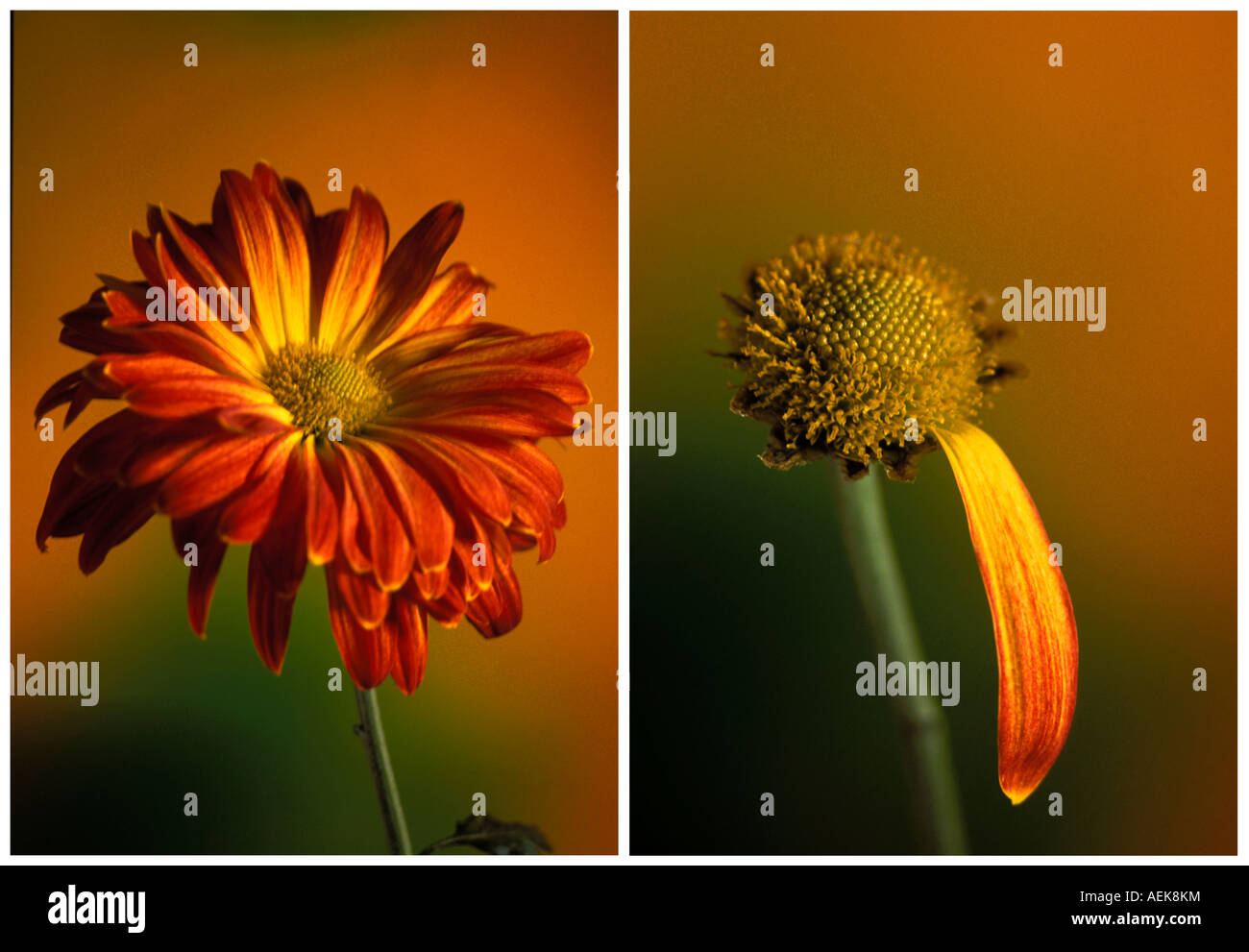 Before and after Flower Loves me love me not Stock Photo - Alamy