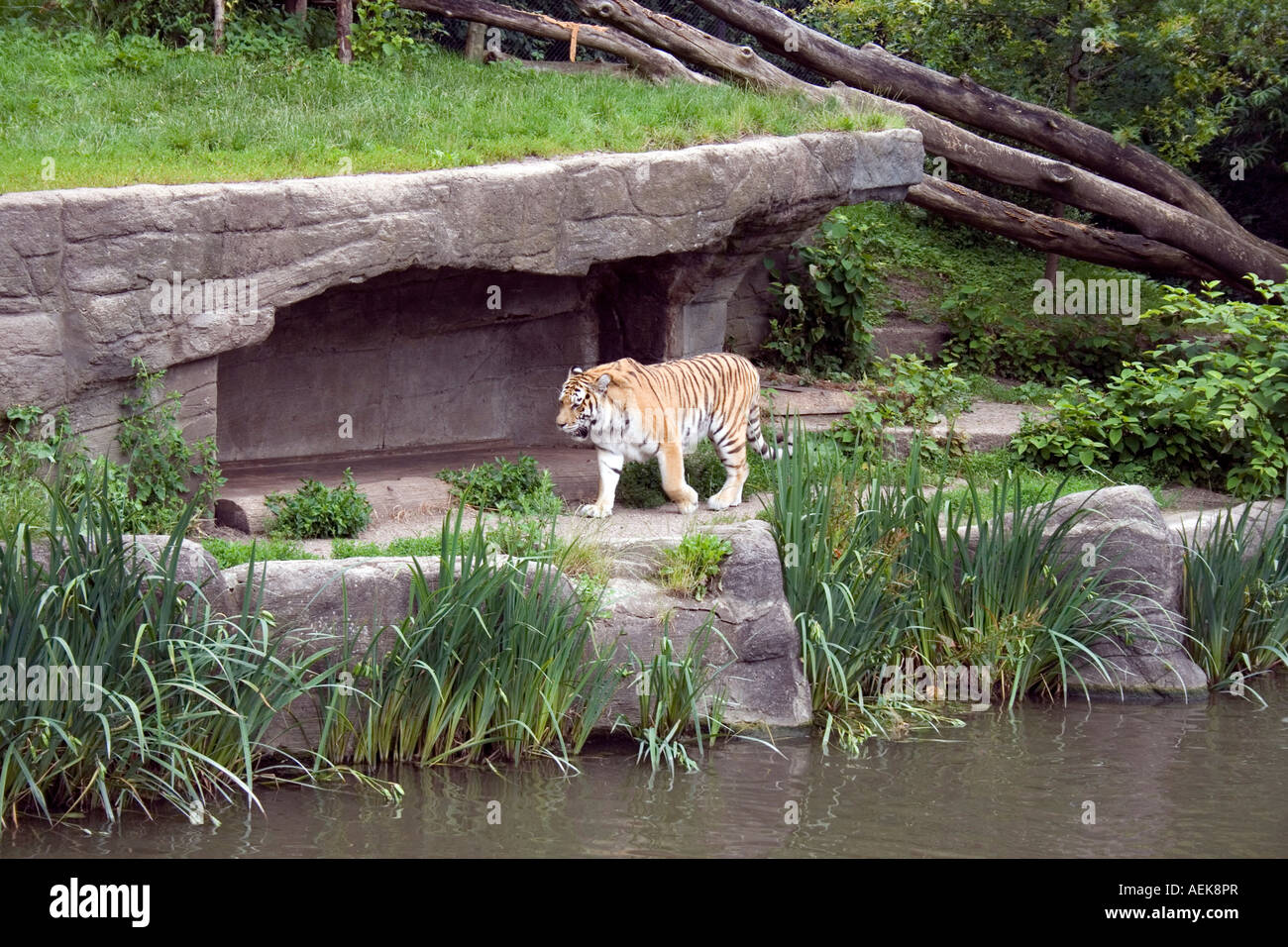 Siberian tiger in zoo hi-res stock photography and images - Alamy