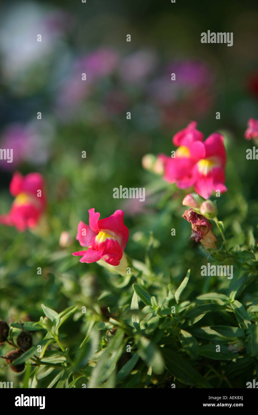 Street flowers in Brooklyn Stock Photo - Alamy