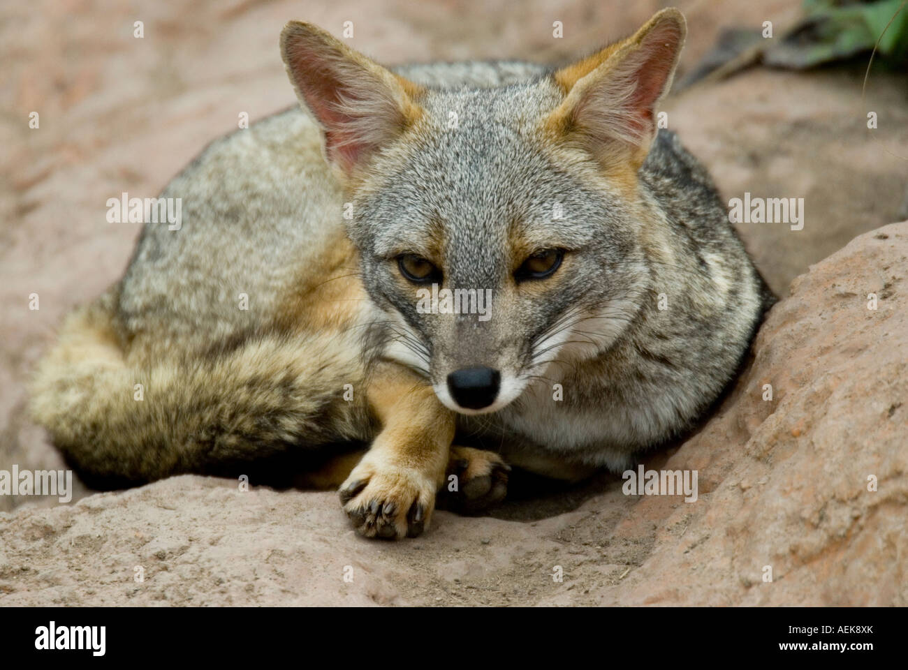 PERUVIAN DESERT FOX or SECHURAN FOX Pseudalopex sechurae also known as ...