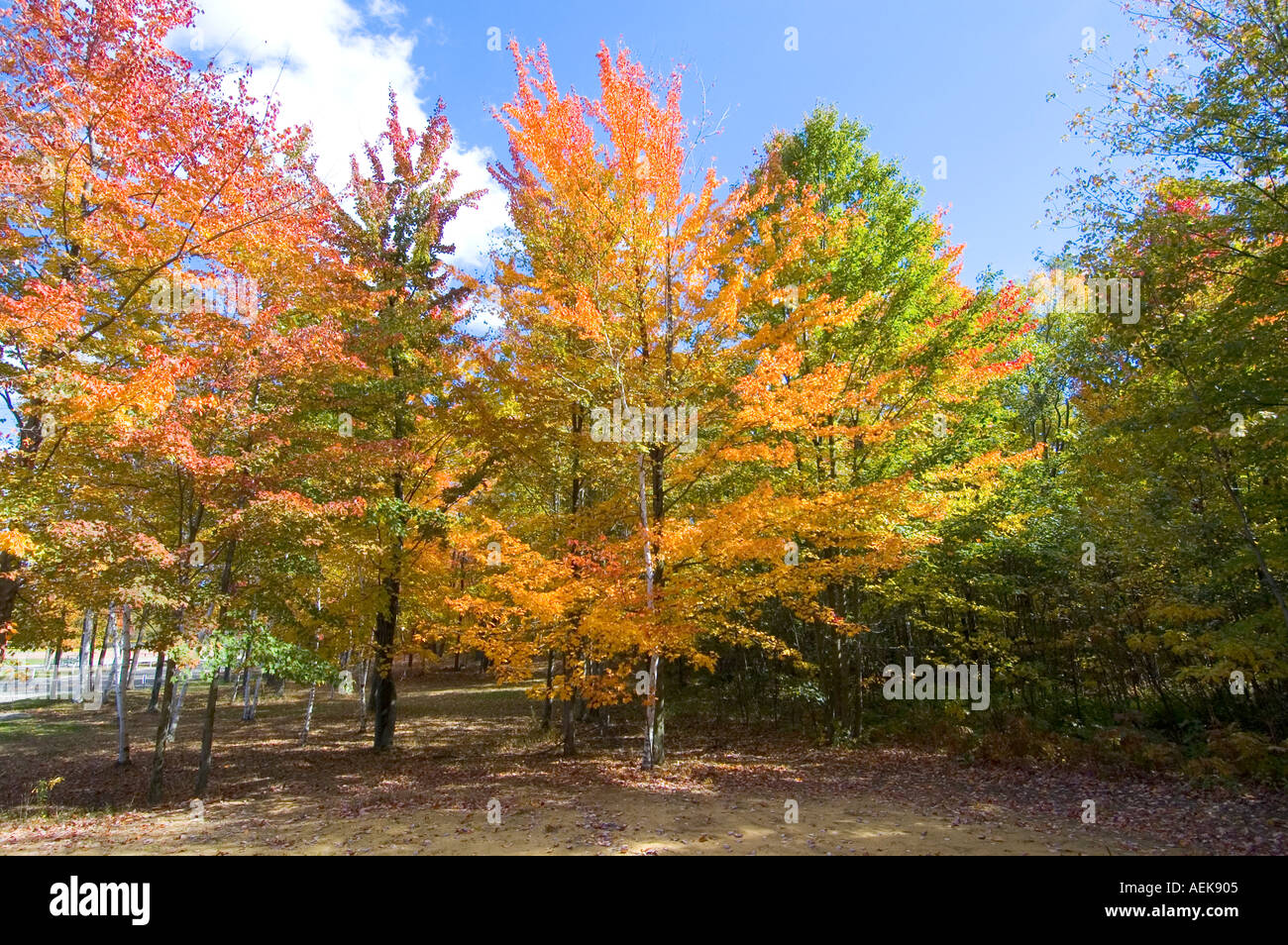 Colorful foliage turning during the autumn color season change in and ...