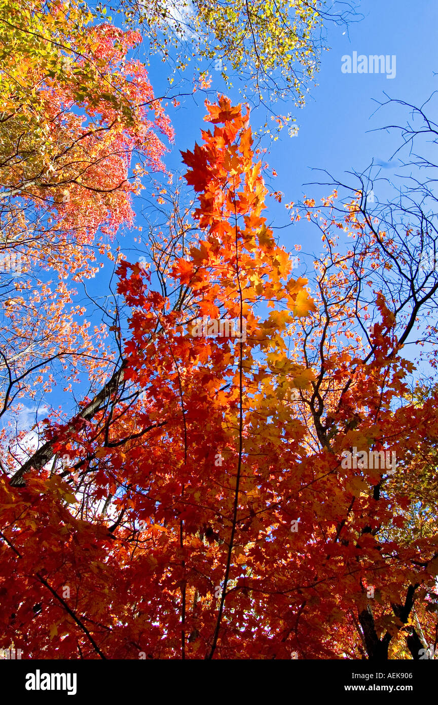 Colorful foliage turning during the autumn color season change in and ...