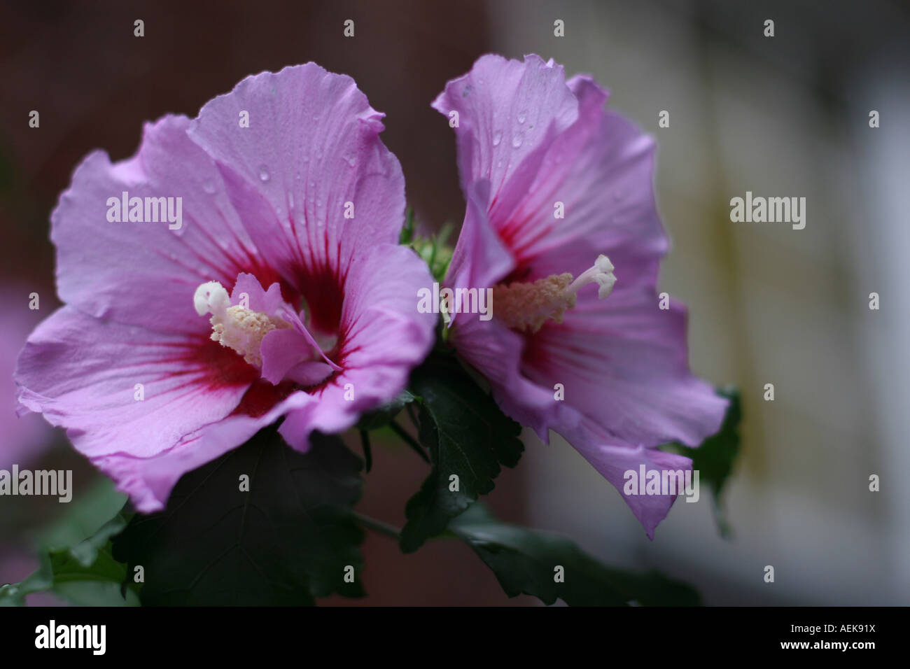 Street flowers in Brooklyn Stock Photo - Alamy
