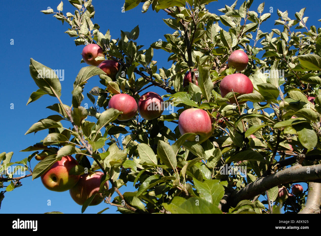 Apples in orchard ready for harvesting Port Huron Michigan Stock Photo ...