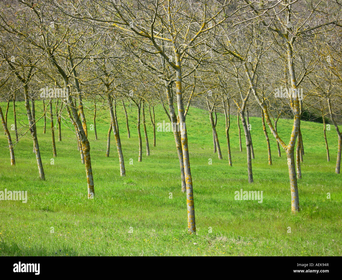 Trees in early spring Stock Photo - Alamy