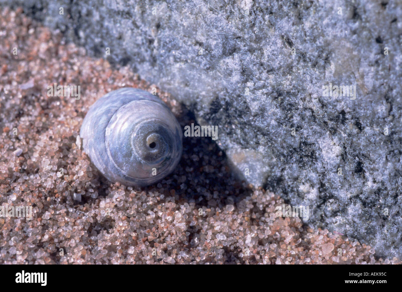Still life blue granite pink sand and a blue winkle shell Stock Photo ...