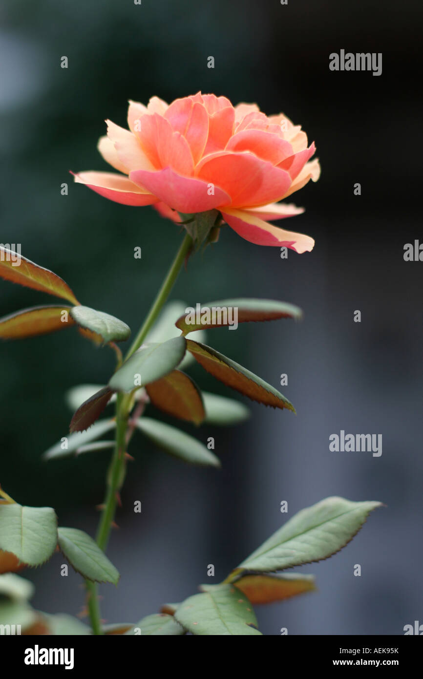 Rose garden brooklyn hi-res stock photography and images - Alamy