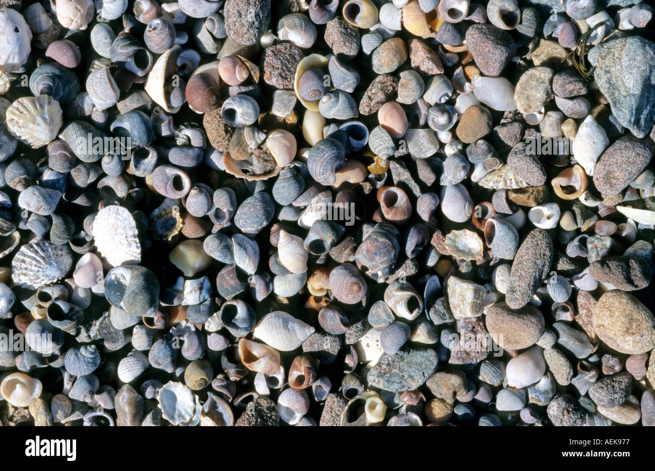 Carpet of tiny mixed shells Stock Photo - Alamy