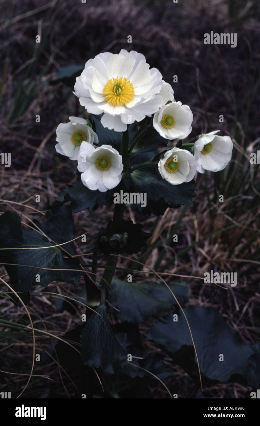 Mount Cook lily Ranunculus lyallii Great Mountain Buttercup Mount ...