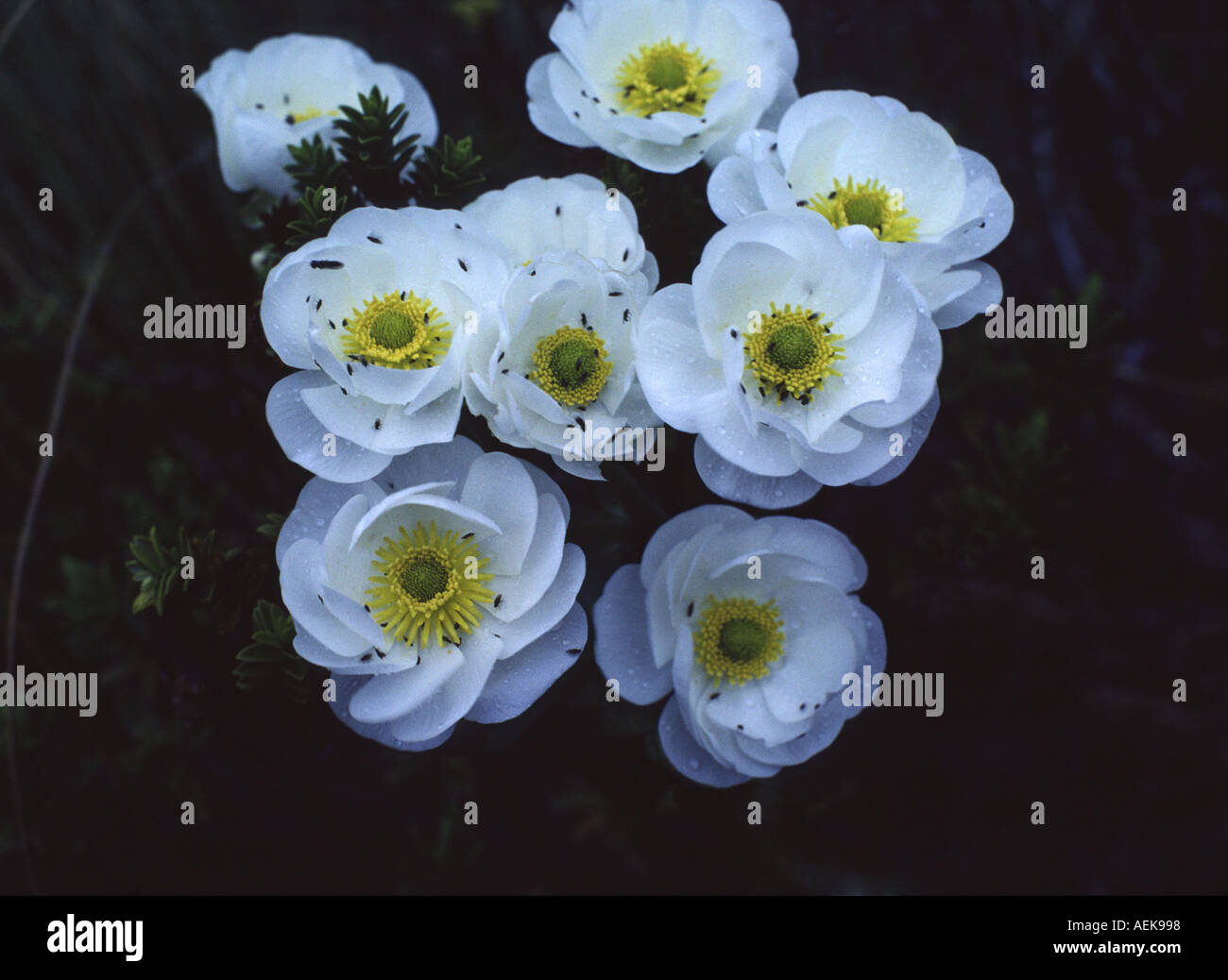 Pollinating insects on the Giant Buttercup or Mount Cook lily ...