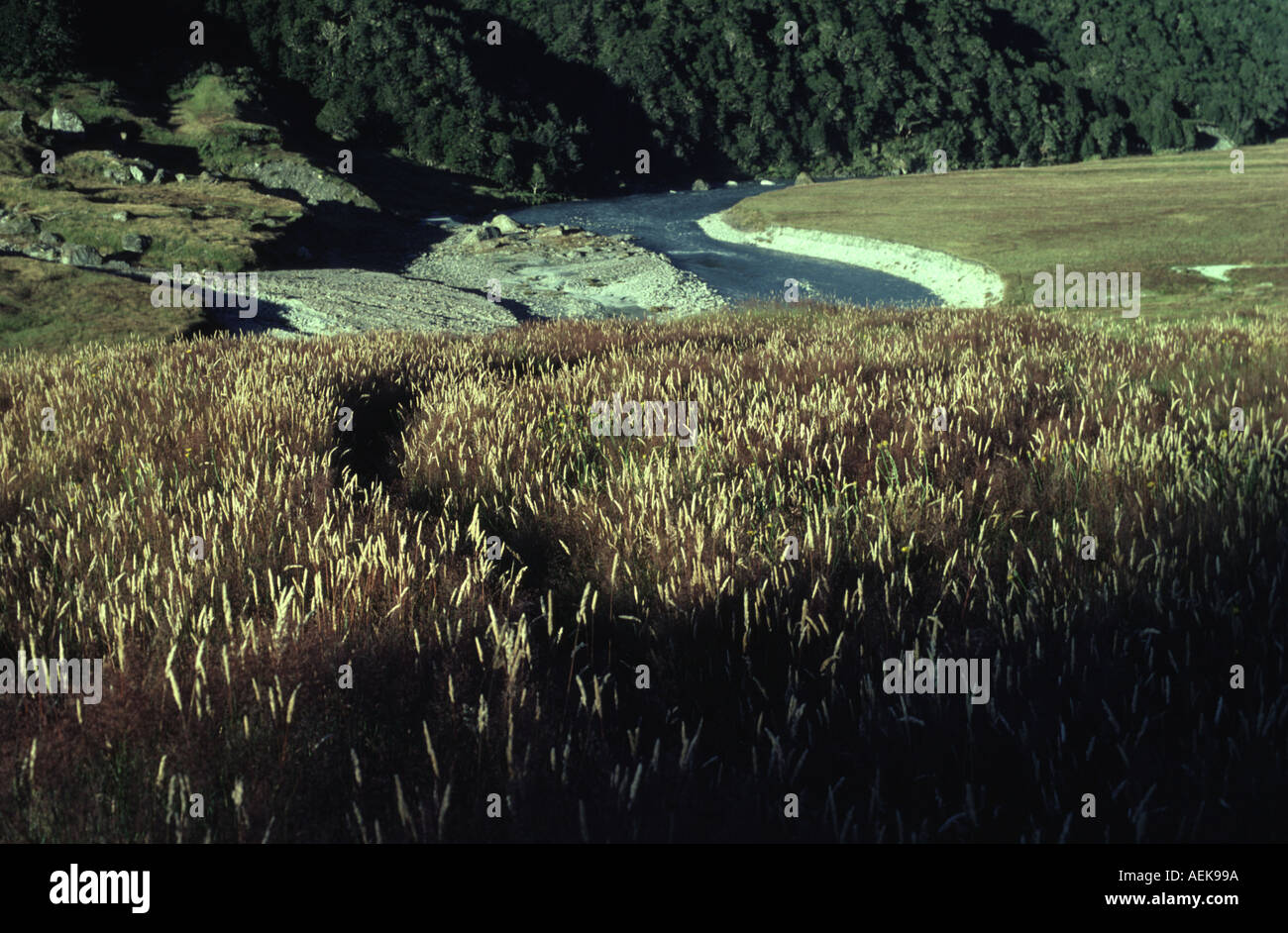 Trail through grassy clearing on Cattle Flat Dart Valley Mount Aspiring ...