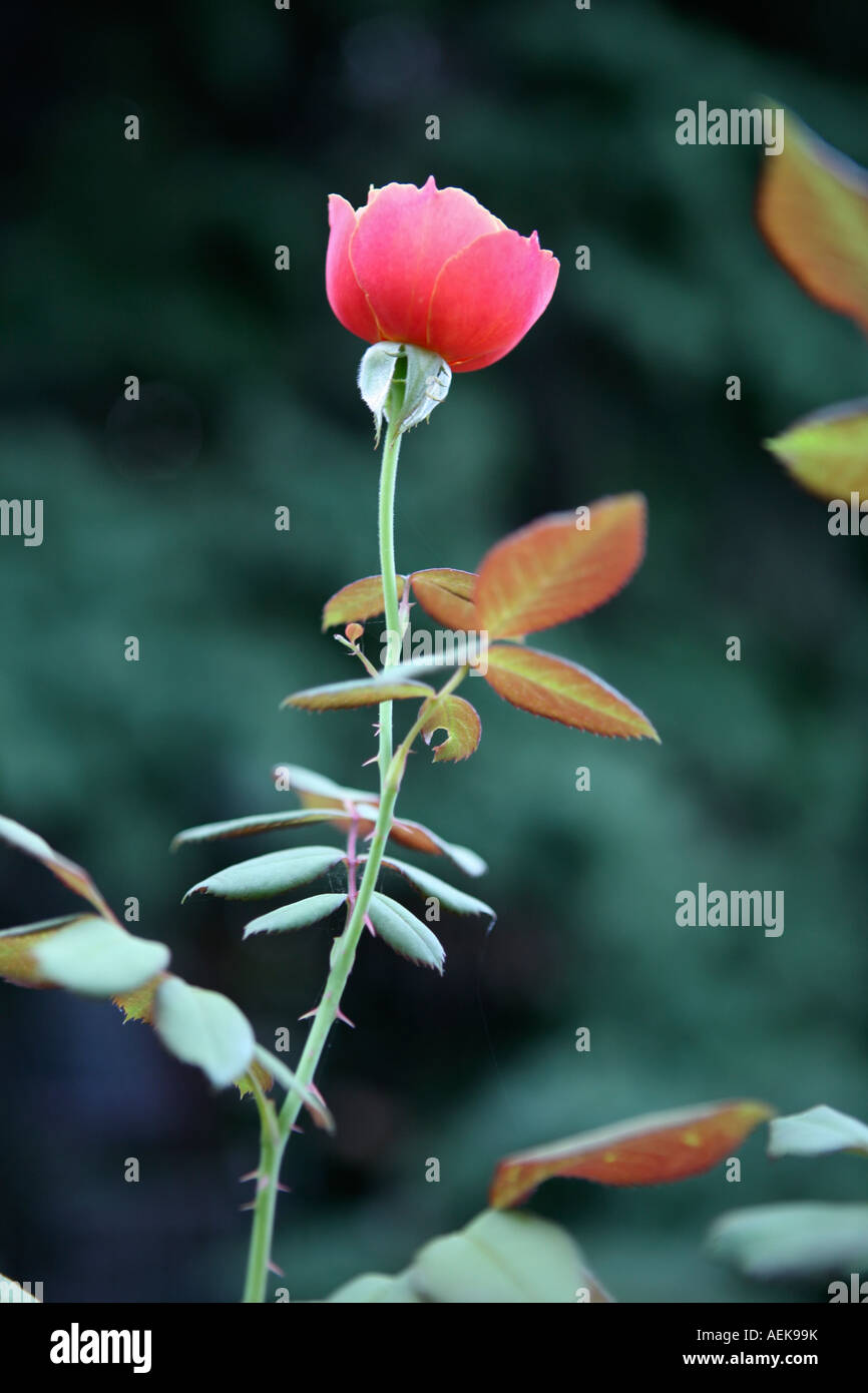 Rose Garden Brooklyn High Resolution Stock Photography and Images - Alamy