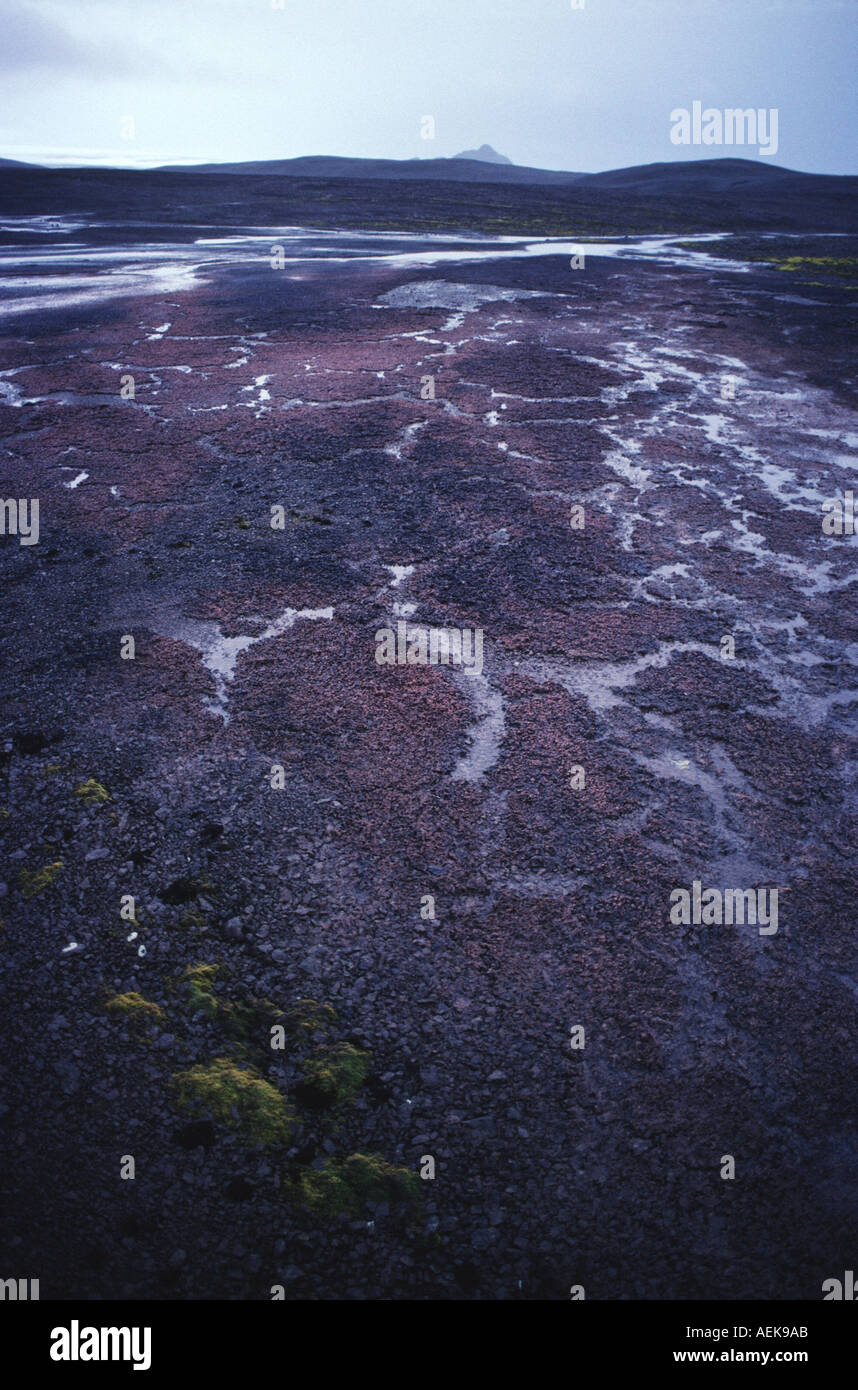 Phormidium cyanobacterial mat Byers Peninsula Livingston Island South ...