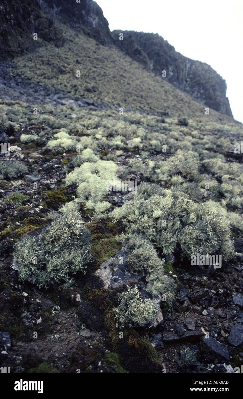 Prolific lichen growth on Byers Peninsula Livingston Island South ...