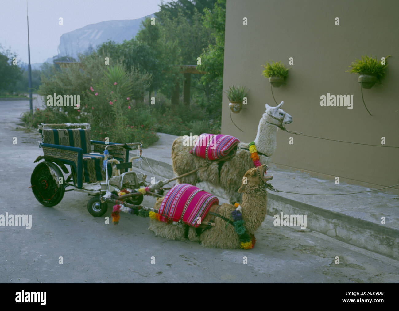 Peru Urubamba Llama cart for hire Stock Photo - Alamy