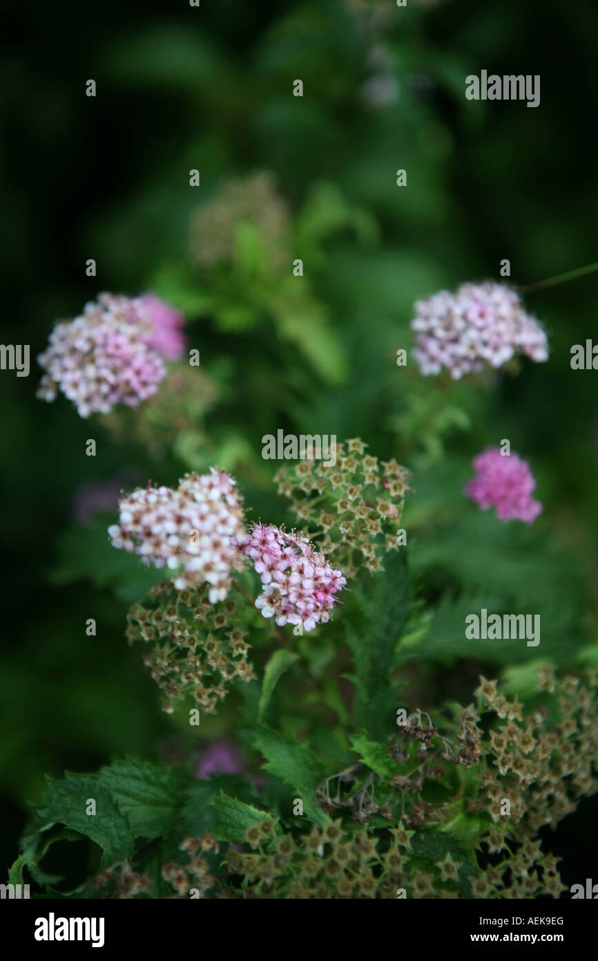 Street flowers in Brooklyn Stock Photo - Alamy