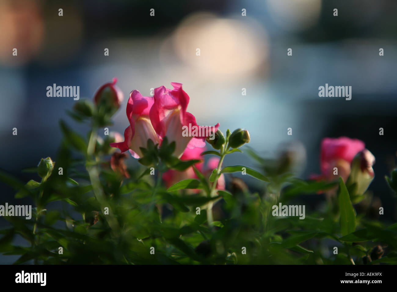 Street flowers in Brooklyn Stock Photo - Alamy
