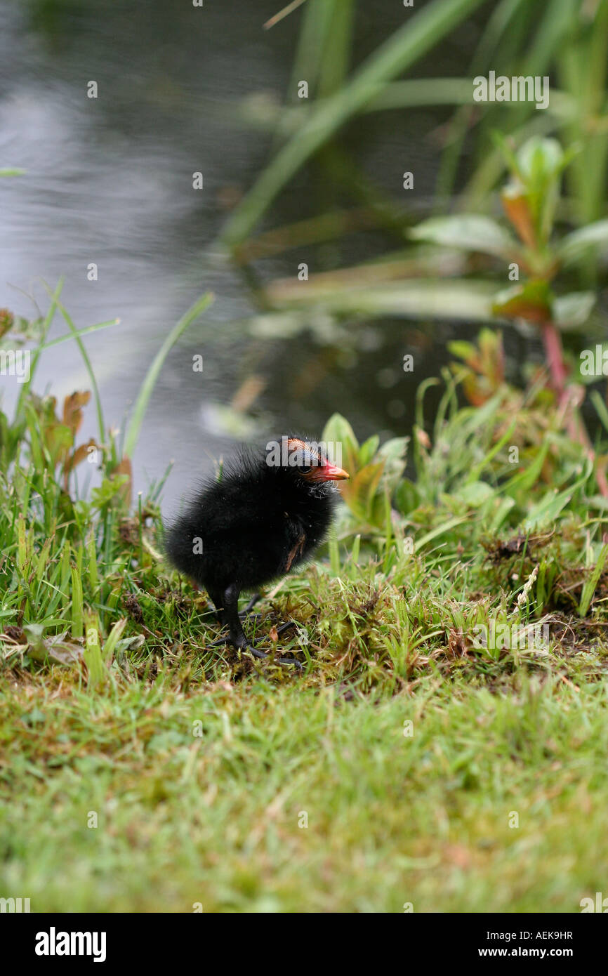 Moorhen and chick hi-res stock photography and images - Alamy