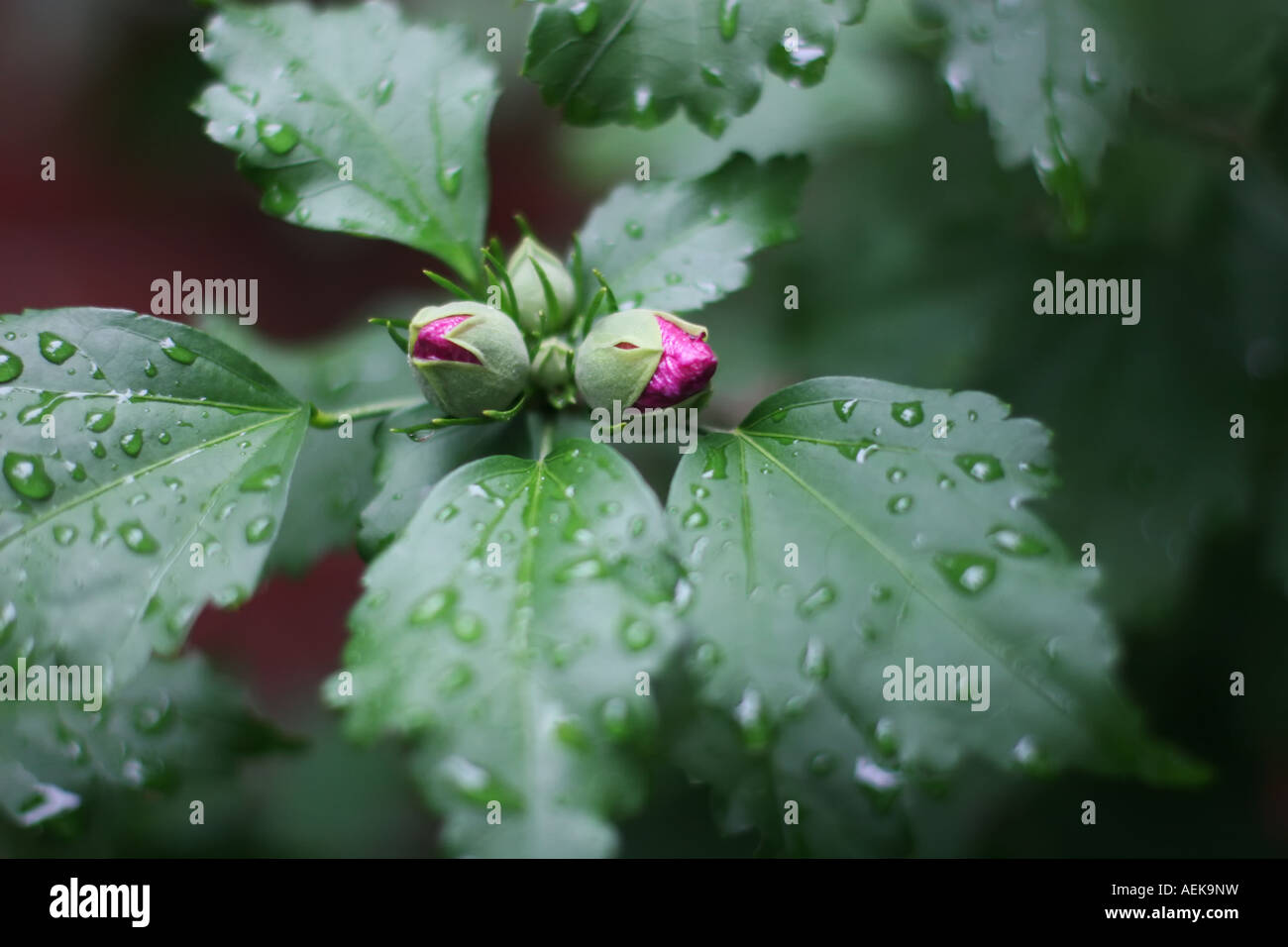 Street flowers in Brooklyn Stock Photo - Alamy
