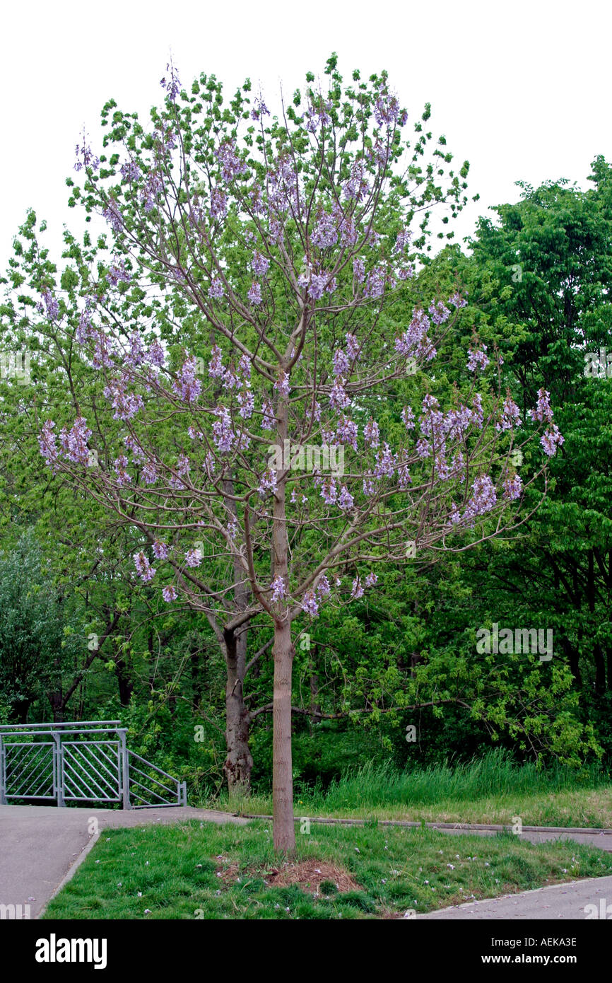 Paulownia China High Resolution Stock Photography and Images - Alamy